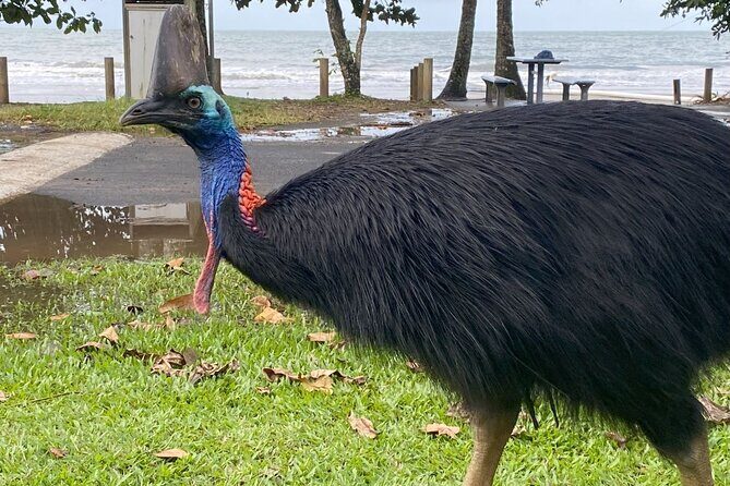 Cassowary Coast Goondoi Culture Tour - Why This Tour Works So Well  