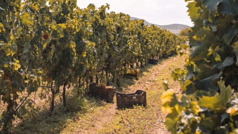 Castelsardo: visit a vineyard with wine tasting at sunset - An In-Depth Look at the Sunset Vineyard Experience
