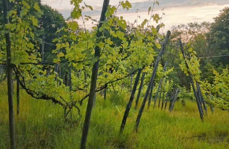 Castle Winery Tour & Tasting near Lake Maggiore - FAQ