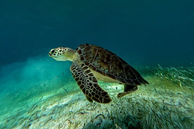 Catamaran Cruise in Riviera Maya With Snorkeling & Beach Club - FAQ