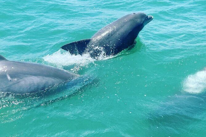 Catamaran Dolphin Cruise in Myrtle Beach with Barrier Island Stop - Who Will Love This Tour?