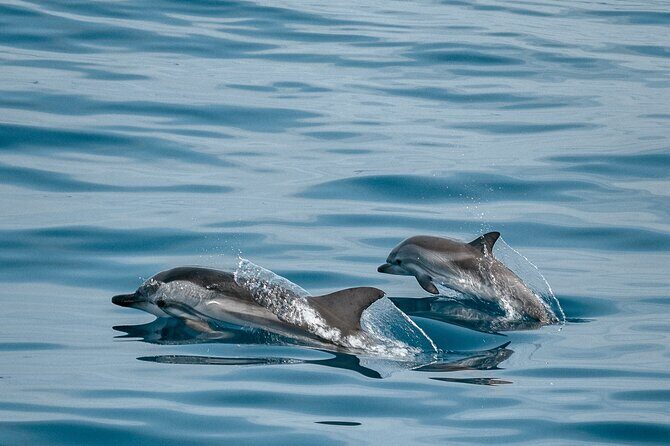 CATAMARAN OCEAN CRUISE TOUR, Food & Drinks included! - Overview of the Experience