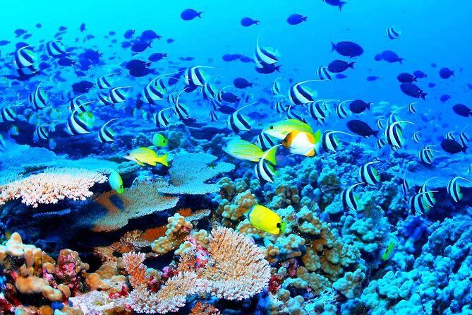 Catamaran Sail and Snorkeling Tour with Open Bar in Puerto Morelos - Is This Tour Worth It?