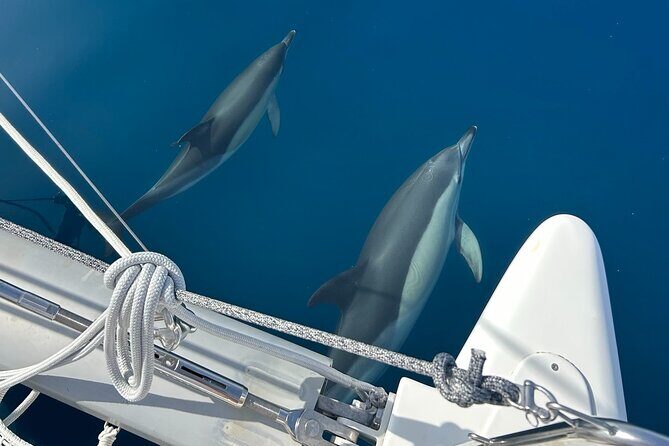 Catamaran Sailing Experience Manilva Tapas Drink Dolphins Swim Stop - A Detailed Review of the Catamaran Sailing Experience Manilva Tapas Drink Dolphins Swim Stop