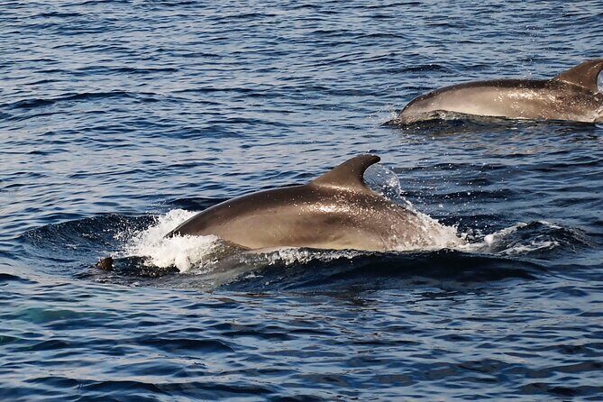 Catamaran Sailing Experience Manilva Tapas Drink Dolphins Swim Stop - The Swim Stop — A Refreshing Break