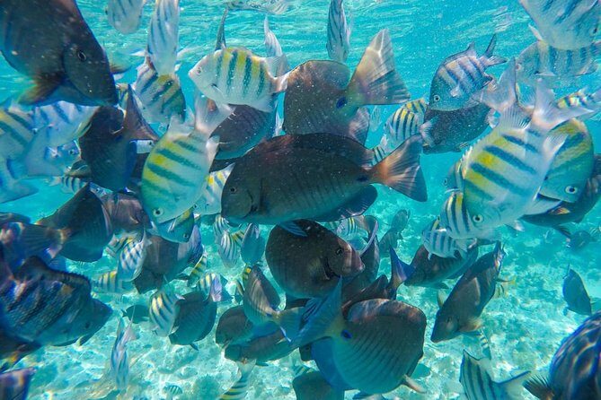 Catamaran Sailing Experience & Snorkeling Tour to Isla Mujeres - FAQ