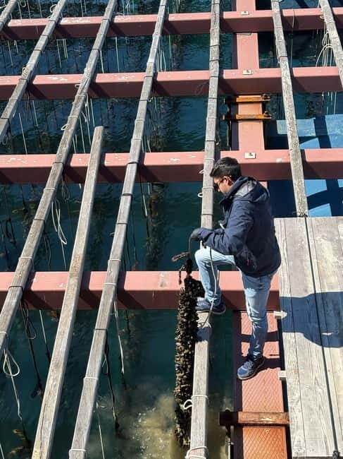 Catamaran trip and visit to the mussel nurseries with a snack - A Closer Look at the Experience