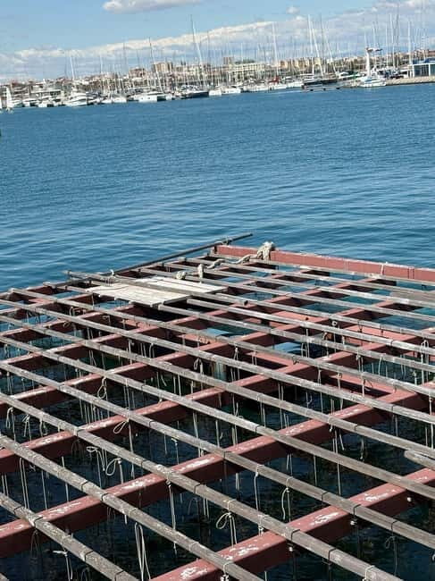 Catamaran trip and visit to the mussel nurseries with a snack - Frequently Asked Questions