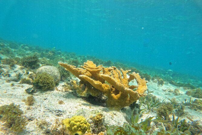 Catamaran with Snorkeling and Playa Norte Beach, Isla Mujeres - Who Is This Tour Best For?