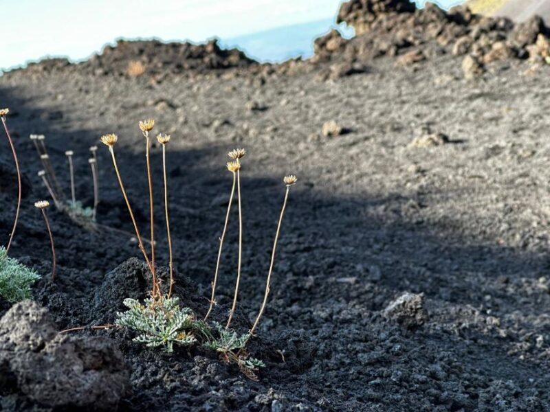 Catania: Etna Morning or Sunset Trek with Lava Tunnel & Gear - Discovering Mount Etna: A Journey Through Sicilys Iconic Volcano