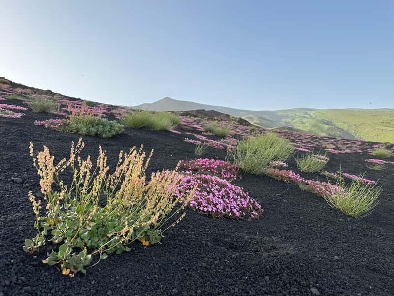 Catania: Etna Tour with licensed Tour Guide pickup & drop-of - Who Should Book This Tour?