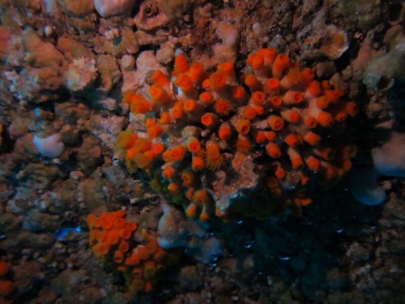 Catania: Gulf Scuba Diving Tour with Marine Biologist - Who Is This Tour Best For?