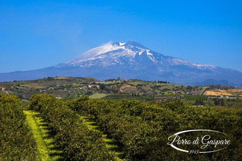 Catania: Pozzo di Gaspare Farm Guided Tour with Tastings - The Tasting Experience