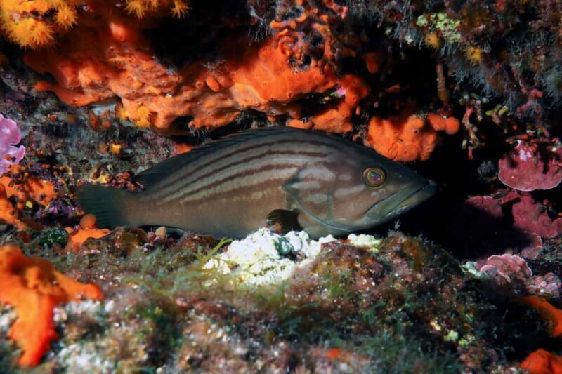 Catania: Scuba Diving Experience - What Reviewers Love Most