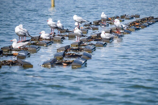Catch a Crab Tour with Optional Seafood Lunch - FAQ