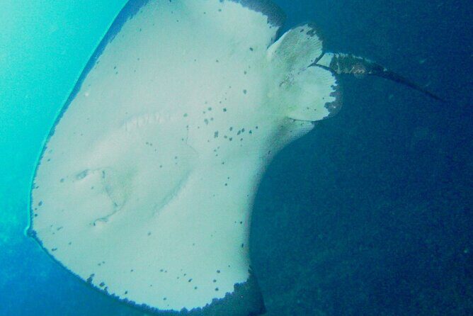 Cathedral Cove Dive & Snorkel- Marine Reserve specialised trips - The Itinerary in Detail