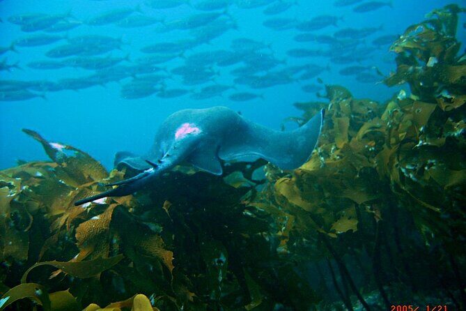 Cathedral Cove Dive & Snorkel- Marine Reserve specialised trips - FAQs