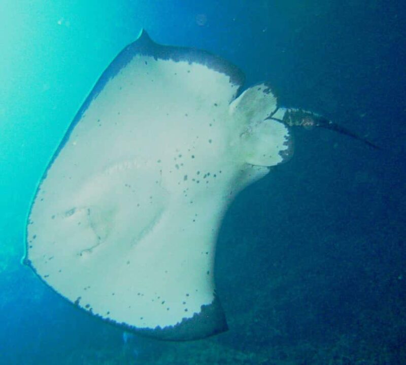 Cathedral Cove Marine Reserve: Snorkeling Boat Trip - Price and Value
