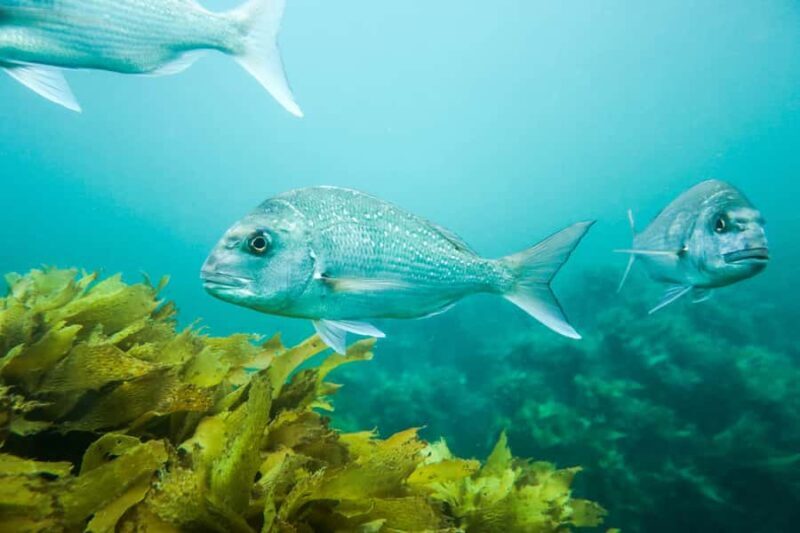 Cathedral Cove Marine Reserve: Snorkeling Boat Trip - Authentic Experiences and Unique Insights