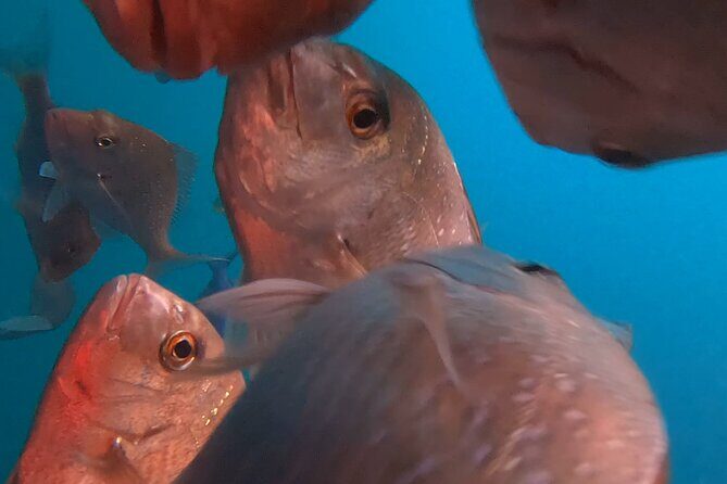 Cathedral Cove Scenic Cruises Whitianga - A Closer Look at What to Expect