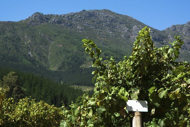 Cavas Freixenet Wine Tour from Mexico City - An In-Depth Look at the Cavas Freixenet Wine Tour