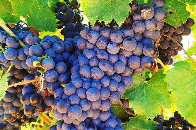 Caversham Wildlife and Swan Valley Private Tour - Introduction