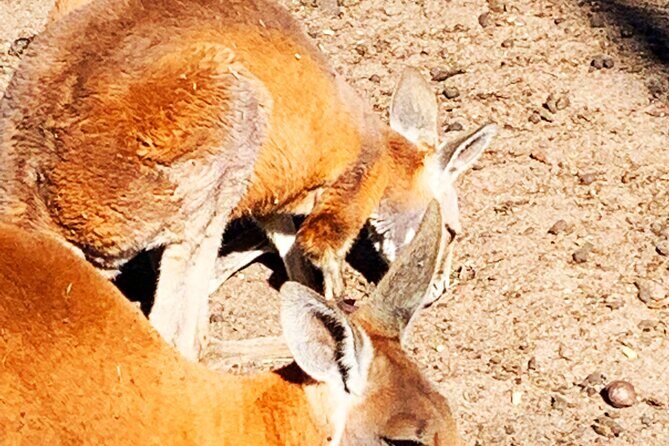 Caversham Wildlife and Swan Valley Private Tour - Key Points