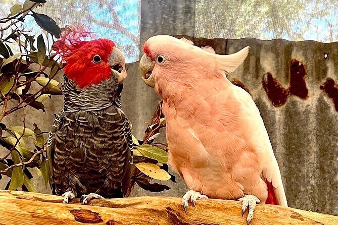 Caversham Wildlife and Swan Valley Private Tour - Experience Quality and Practicalities