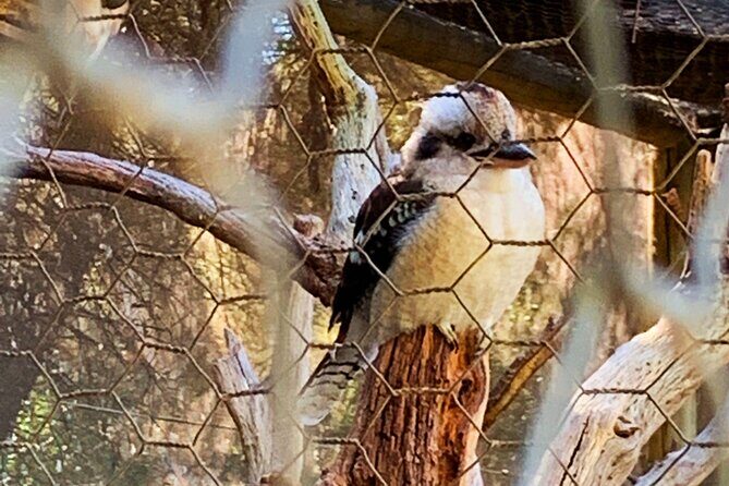 Caversham Wildlife and Swan Valley Private Tour - Final Thoughts