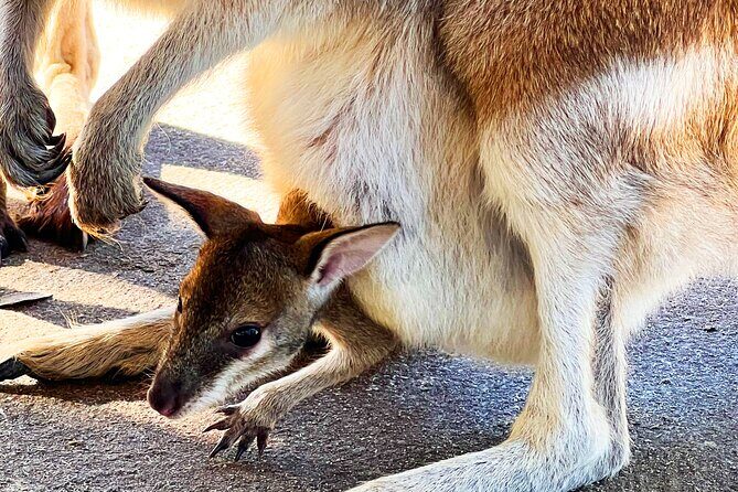 Caversham Wildlife and Swan Valley Private Tour - FAQ