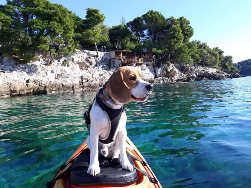 Cavtat: 'Pomalo' Guided Sea Kayaking Tour - Why This Tour Is Worth Your Time