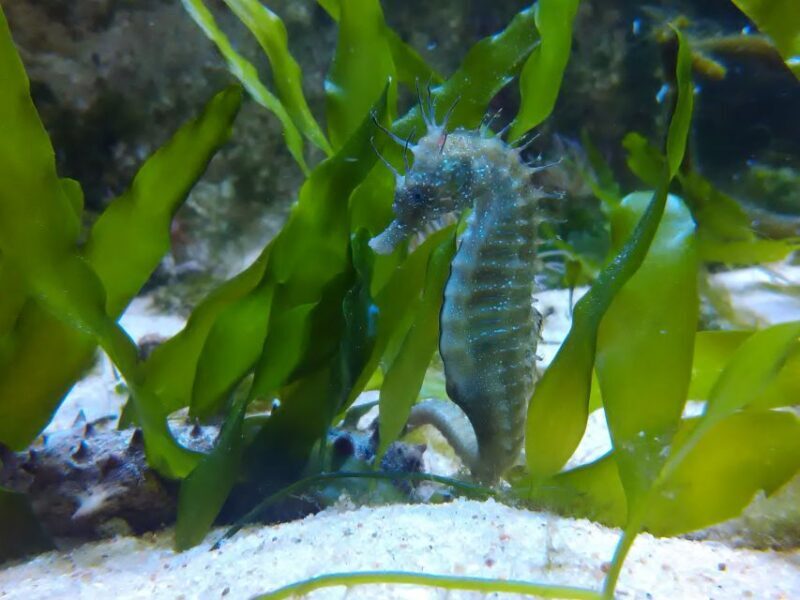 CCVAlgarve Family Ticket | 2 adults + Children - Exploring the Algarve Life Sciences Center