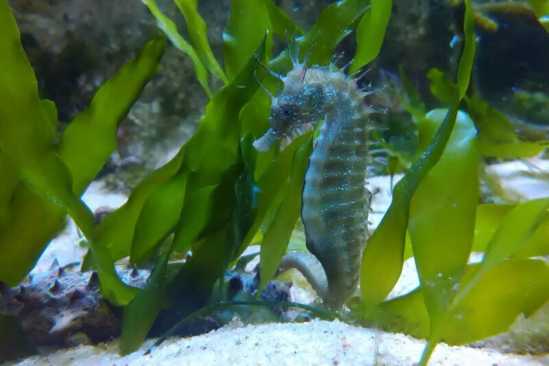 CCVAlgarve Individual Ticket - Who Will Love This Experience?