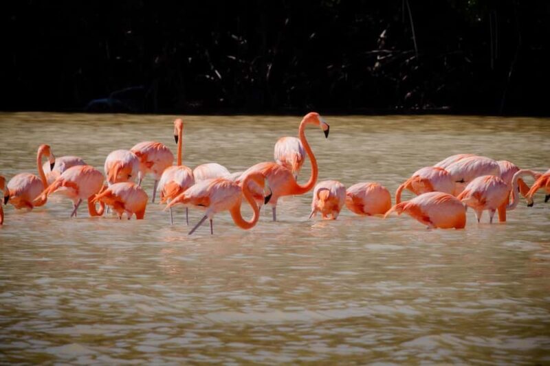 Celestún Flamingos, Beach, and Seafood Tour, leaving from Merida - Key Points