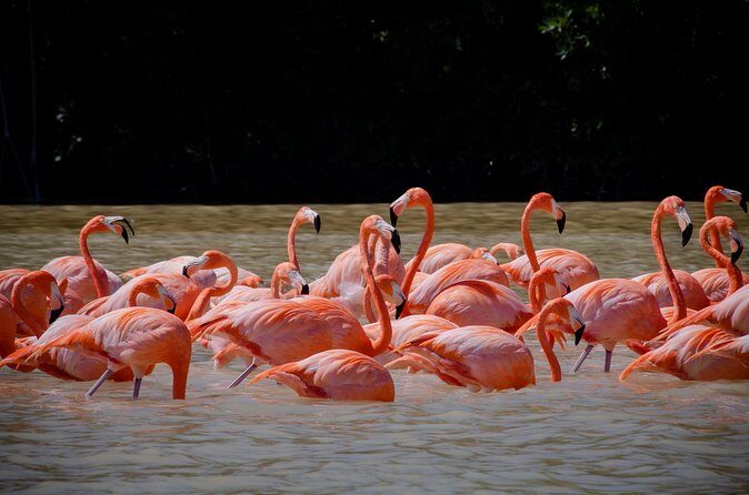 Celestun Flamingos Beach & Seafood Tour departure from Merida - Who Might Want More?