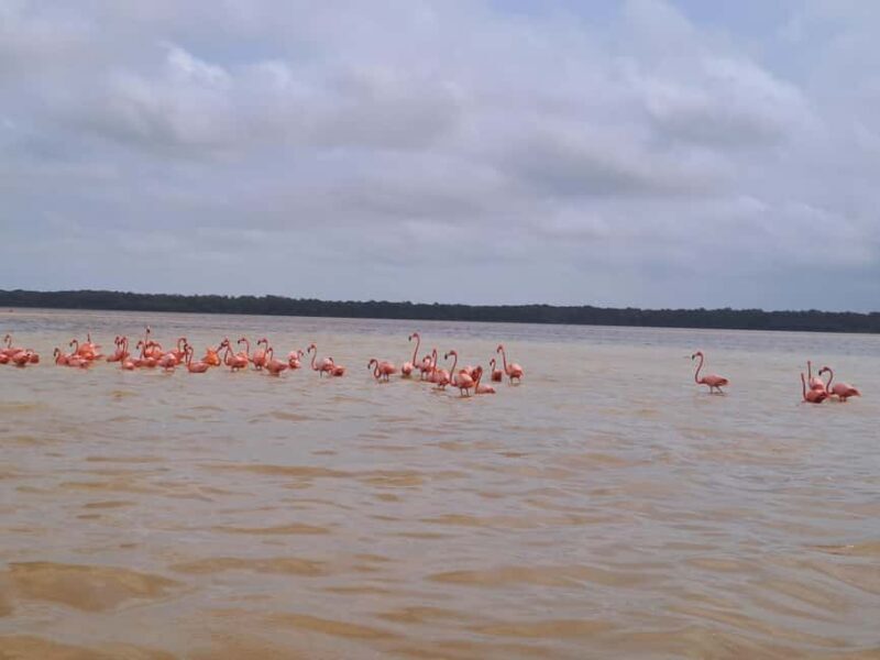 Celestun + Lunch, Boat Ride & beach time. - The Sum Up