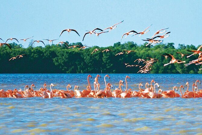 Celestun mangrove boat tour from Mérida - An In-Depth Look at the Tour