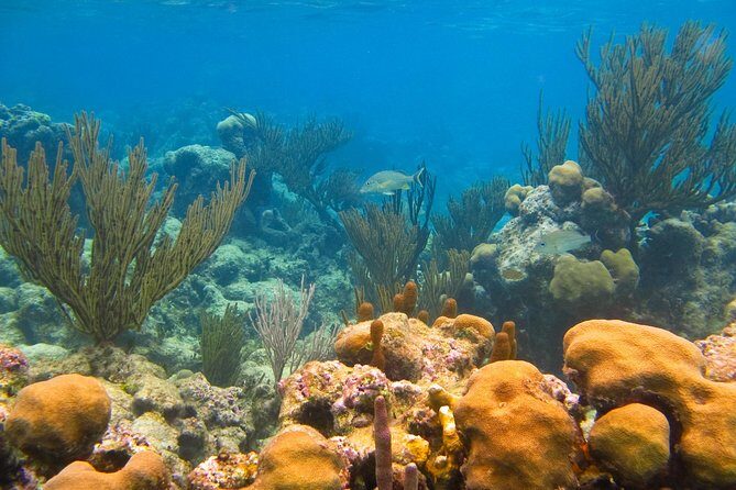 Cenote and Akumal Snorkel - The Bottom Line