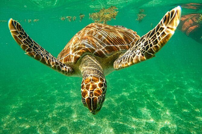 Cenote and Swimming with Turtles Private Tour in Akumal - Why This Tour Stands Out