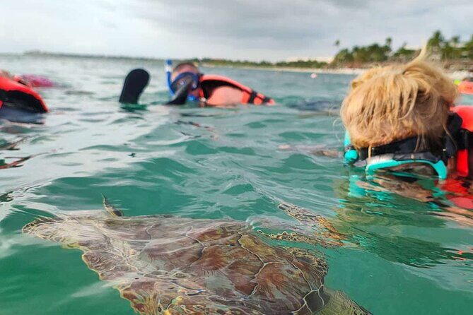 Cenote and Swimming with Turtles Private Tour in Akumal - The Itinerary in Detail