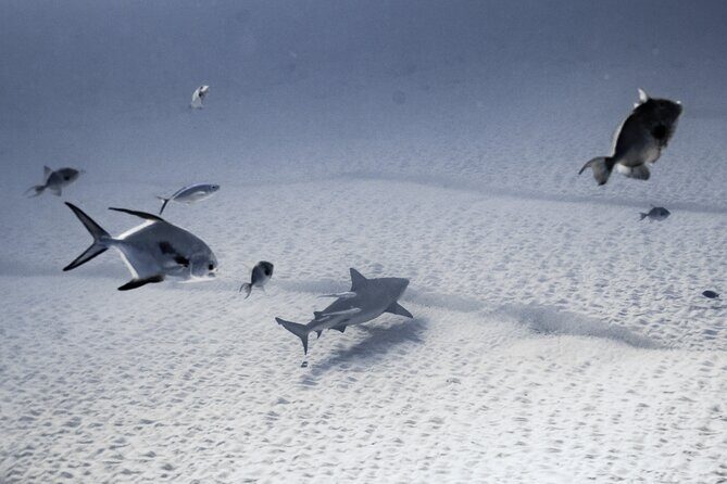 Cenote Diving in Tulum A Thrilling Adventure for Certificates - A Detailed Look at the Cenote Diving Experience