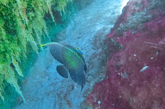 Cenote; Snorkeling and Photos with Colorful Fish - Practical Details and Tips