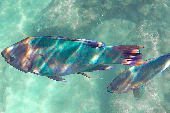 Cenote; Snorkeling and Photos with Colorful Fish - Authentic Insights from Reviewers