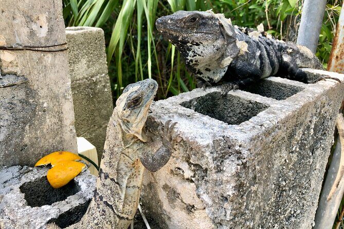 Cenote; Snorkeling and Photos with Colorful Fish - Final Thoughts