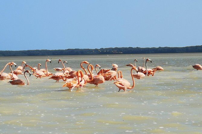Cenote Suytun & Rio Lagartos & Las Coloradas - Wildlife and Flamingos at Rio Lagartos