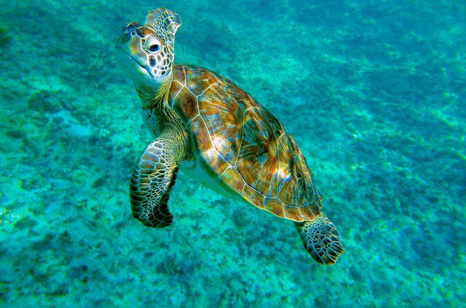 Cenote Turtle and Beach Club Full Day Tour - The Sum Up