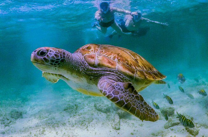 Cenote Turtle and Beach Club Full Day Tour - FAQ