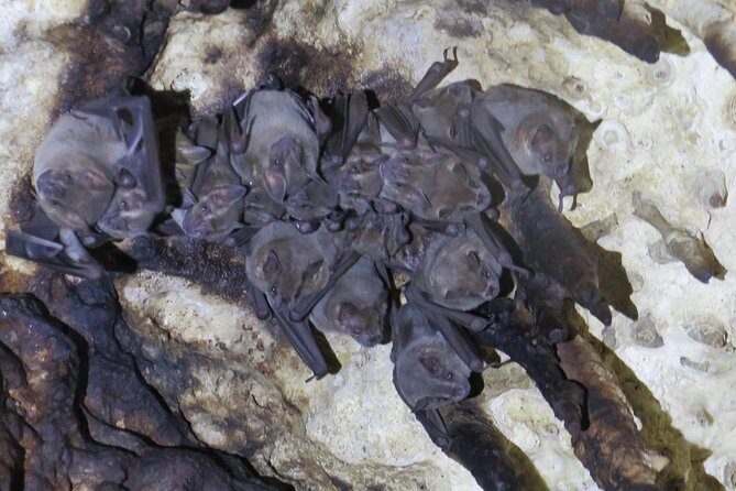 Cenotes diving Dos Ojos and The Bat Cave - The Experience: What to Expect