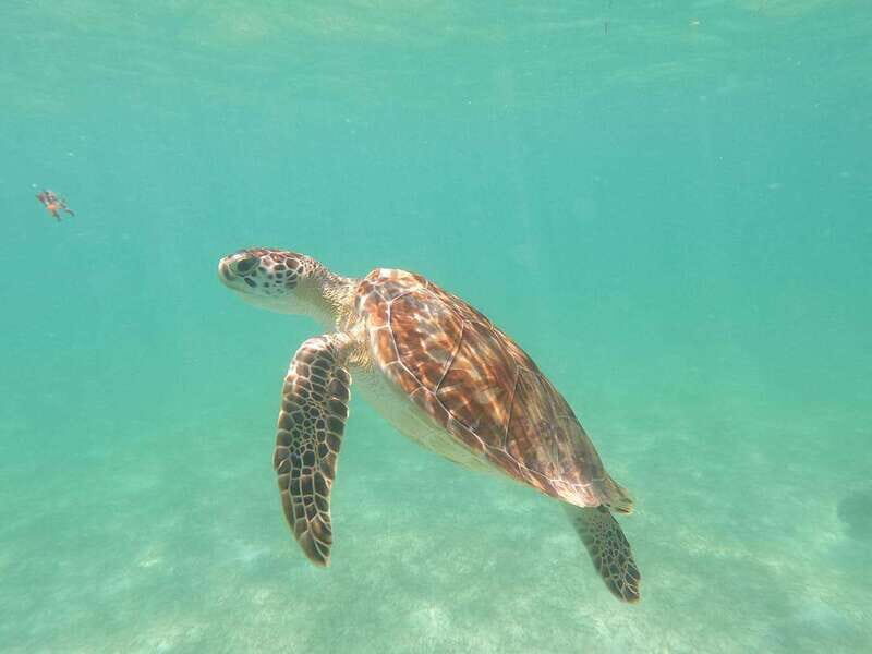 CENOTES TULUM/AKUMAL: 4 Cenotes in Mayan community and snorkeling with turtles - Transportation & Logistics