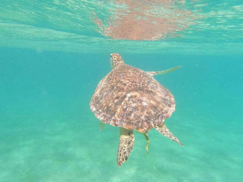 CENOTES TULUM/AKUMAL: 4 Cenotes in Mayan community and snorkeling with turtles - Who is This Tour Best For?